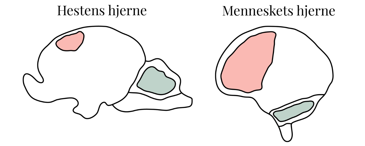 Adfærd | 10 fascinerende facts om hestens hjerne